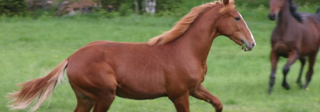 Caballo ALAZÁN | Todo lo que necesitas saber